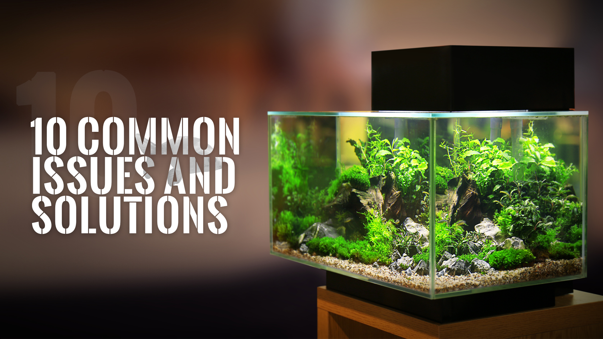Aquarium Troubleshooting: Common Issues and Solutions – TRUVU Aquariums