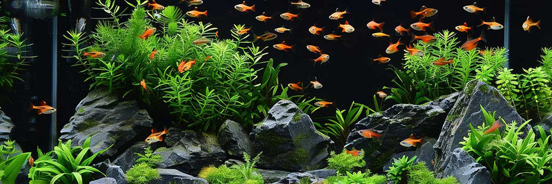 Freshwater Fish Tank | TRUVU Aquariums