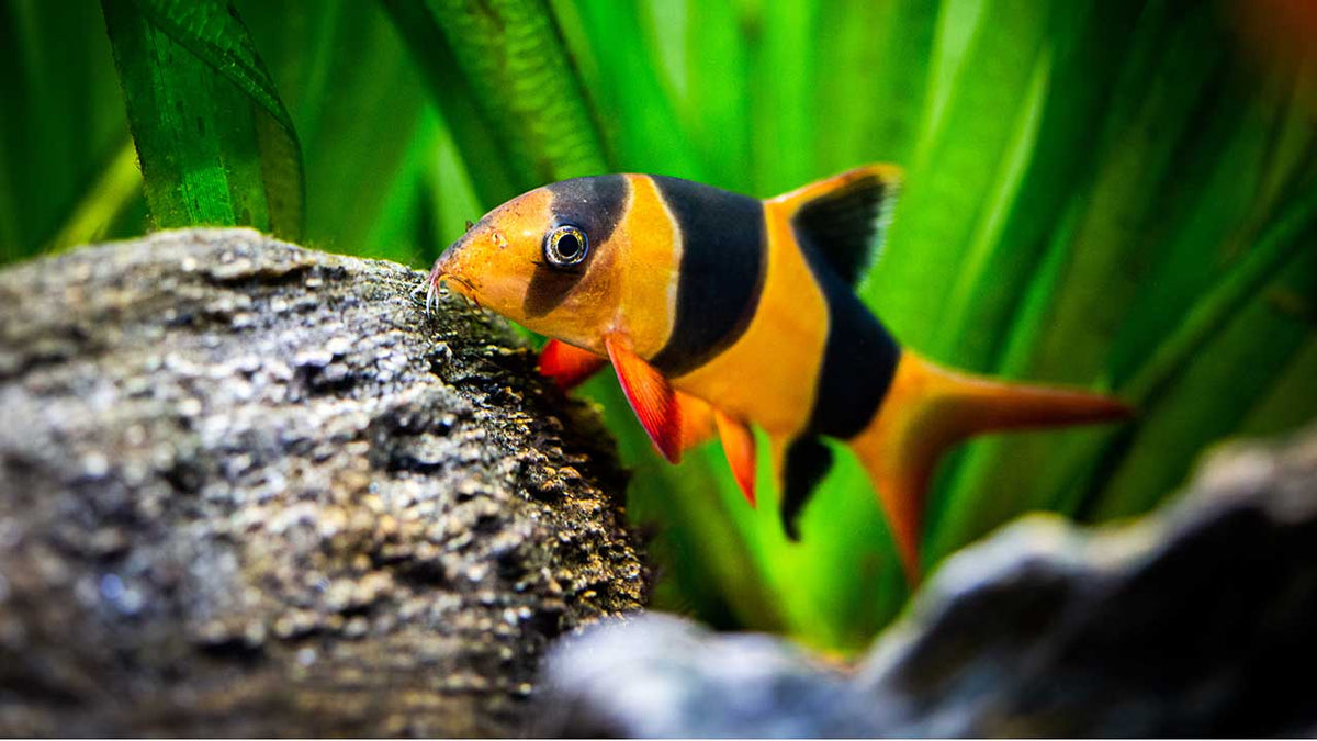 TRUVU Aquariums - Acrylic Fish Tanks - Since 1972